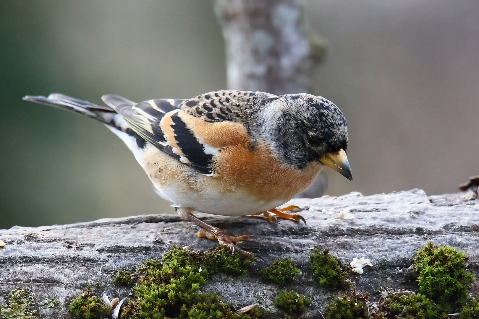Bergfink Foto & Bild | tiere, wildlife, vögel Bilder auf fotocommunity