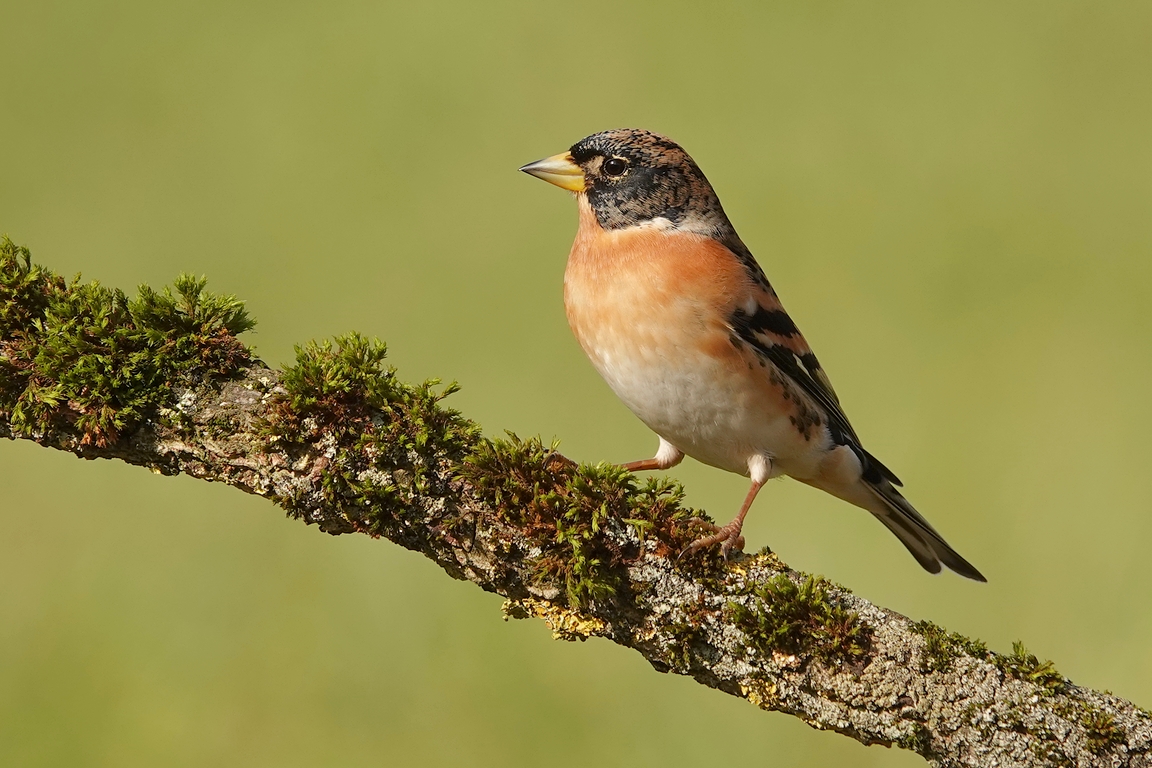 Bergfink Foto & Bild | tiere, wildlife, wild lebende vögel Bilder auf ...