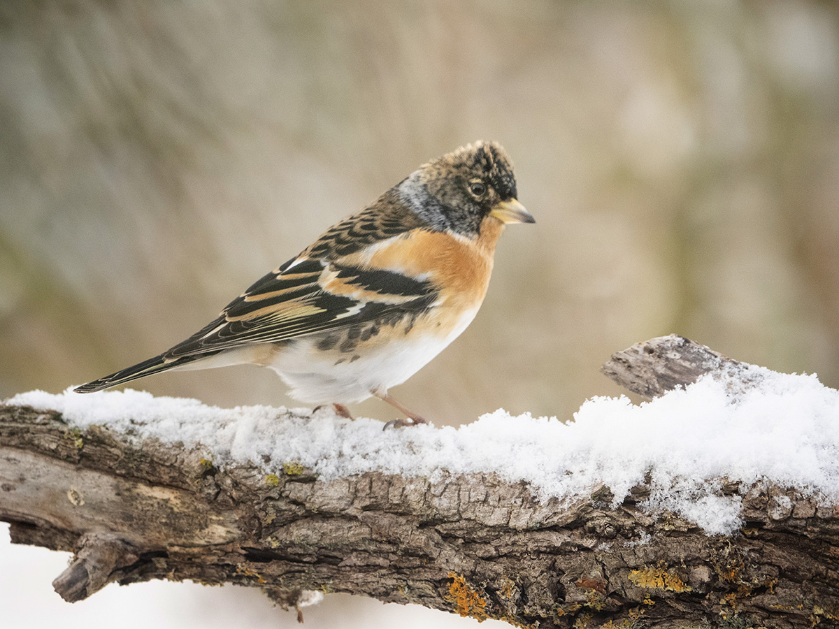 Bergfink Foto & Bild | natur, tiere, vögel Bilder auf fotocommunity