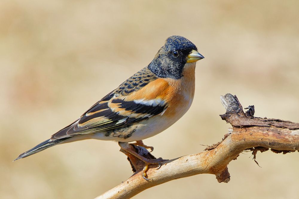 Bergfink Foto & Bild | tiere, wildlife, wild lebende vögel Bilder auf ...