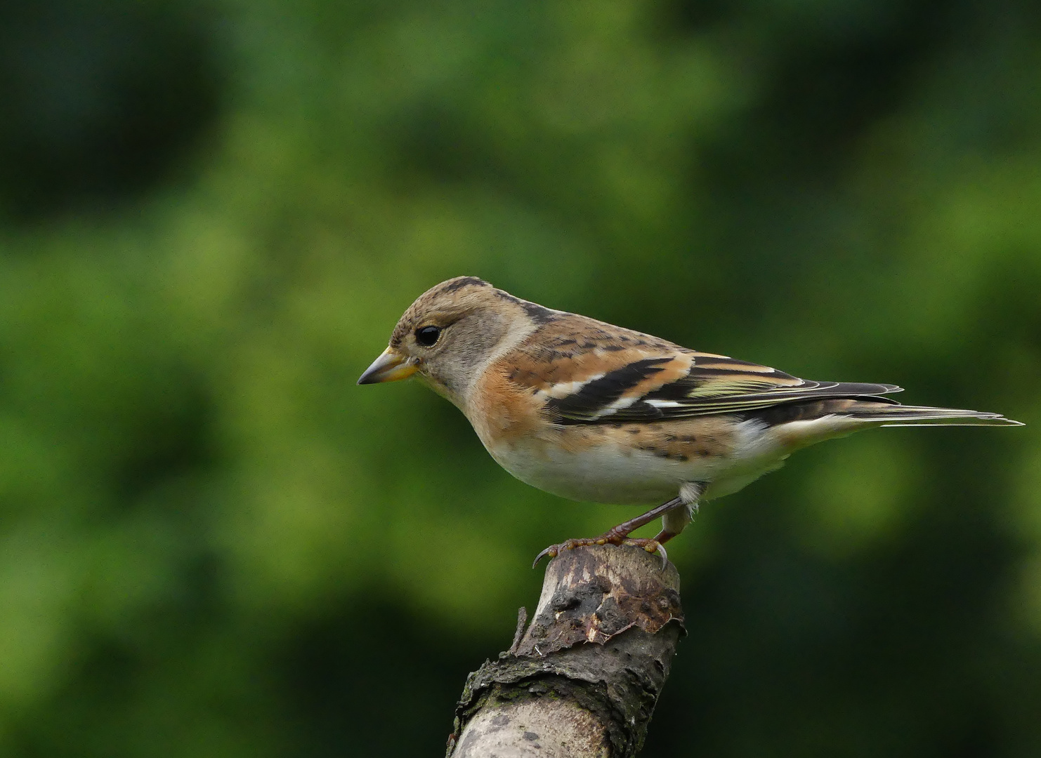 Bergfink Foto & Bild | tiere, wildlife, wildlife luder-futterplätze ...