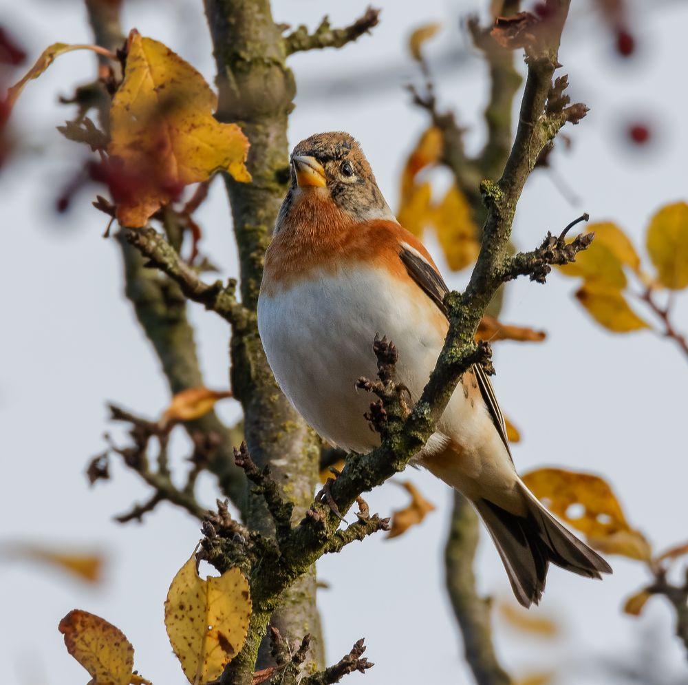 Bergfink ... Foto & Bild | tiere, wildlife, wild lebende vögel Bilder ...