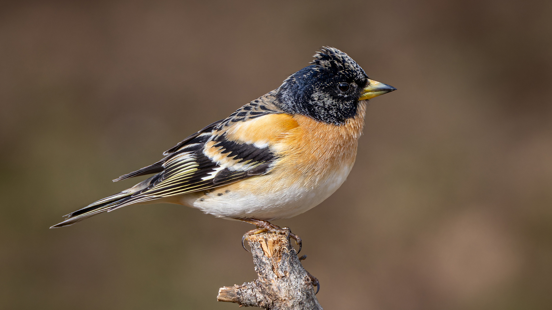 Bergfink Foto & Bild | tiere, wildlife, wild lebende vögel Bilder auf ...