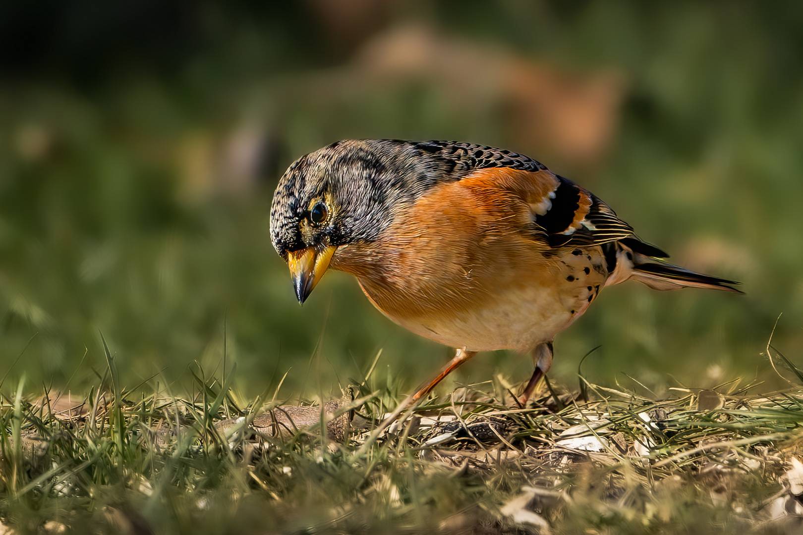 Bergfink Foto & Bild | tiere, vögel, wildlife Bilder auf fotocommunity