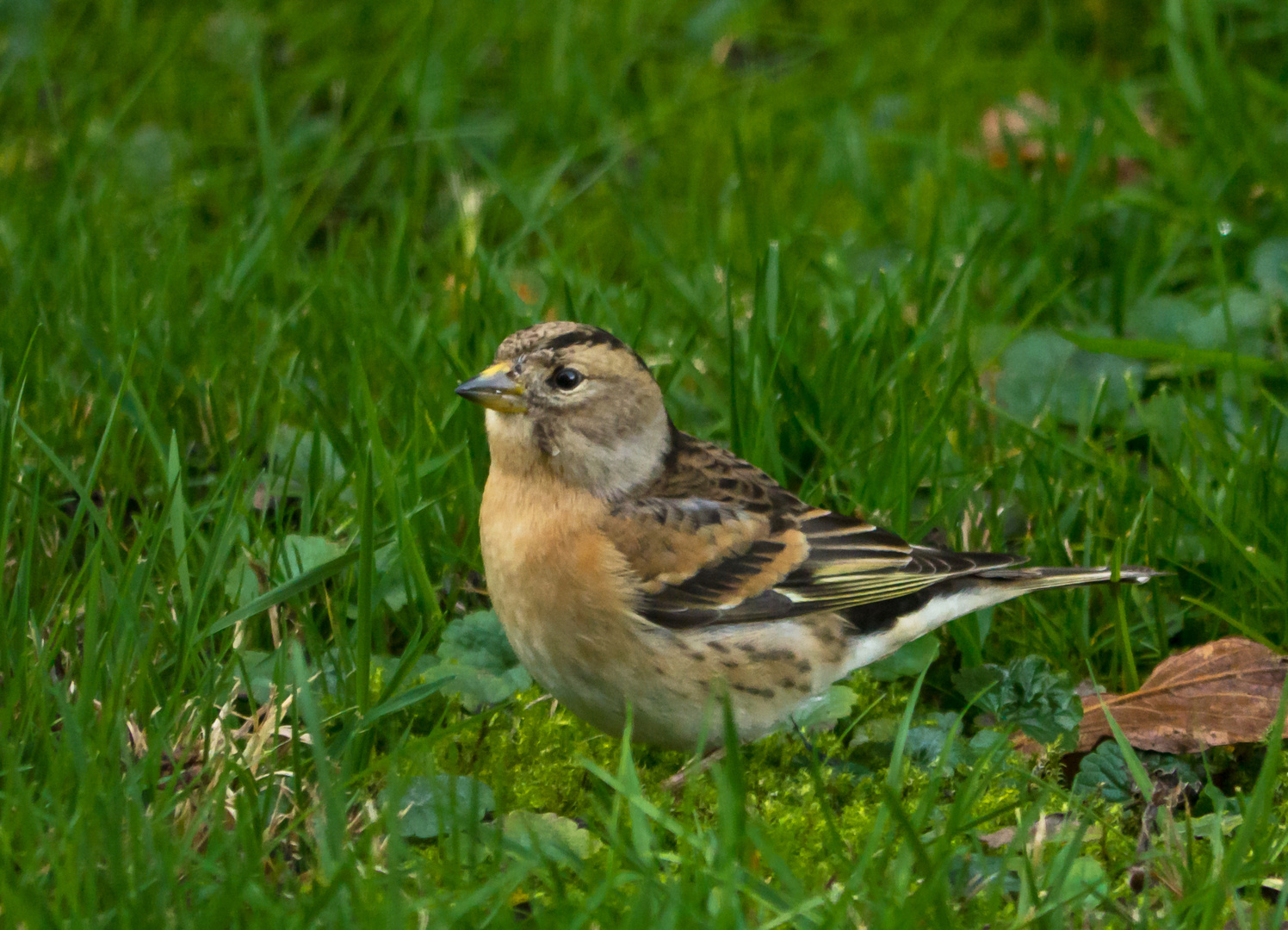 Bergfink Foto & Bild | tiere, wildlife, wild lebende vögel Bilder auf ...