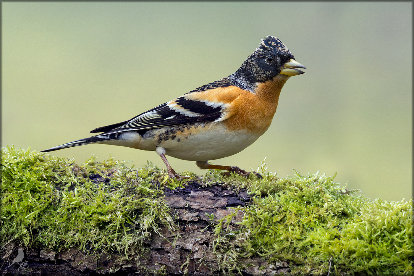 Bergfink Foto & Bild | tiere, wildlife, wild lebende vögel Bilder auf ...