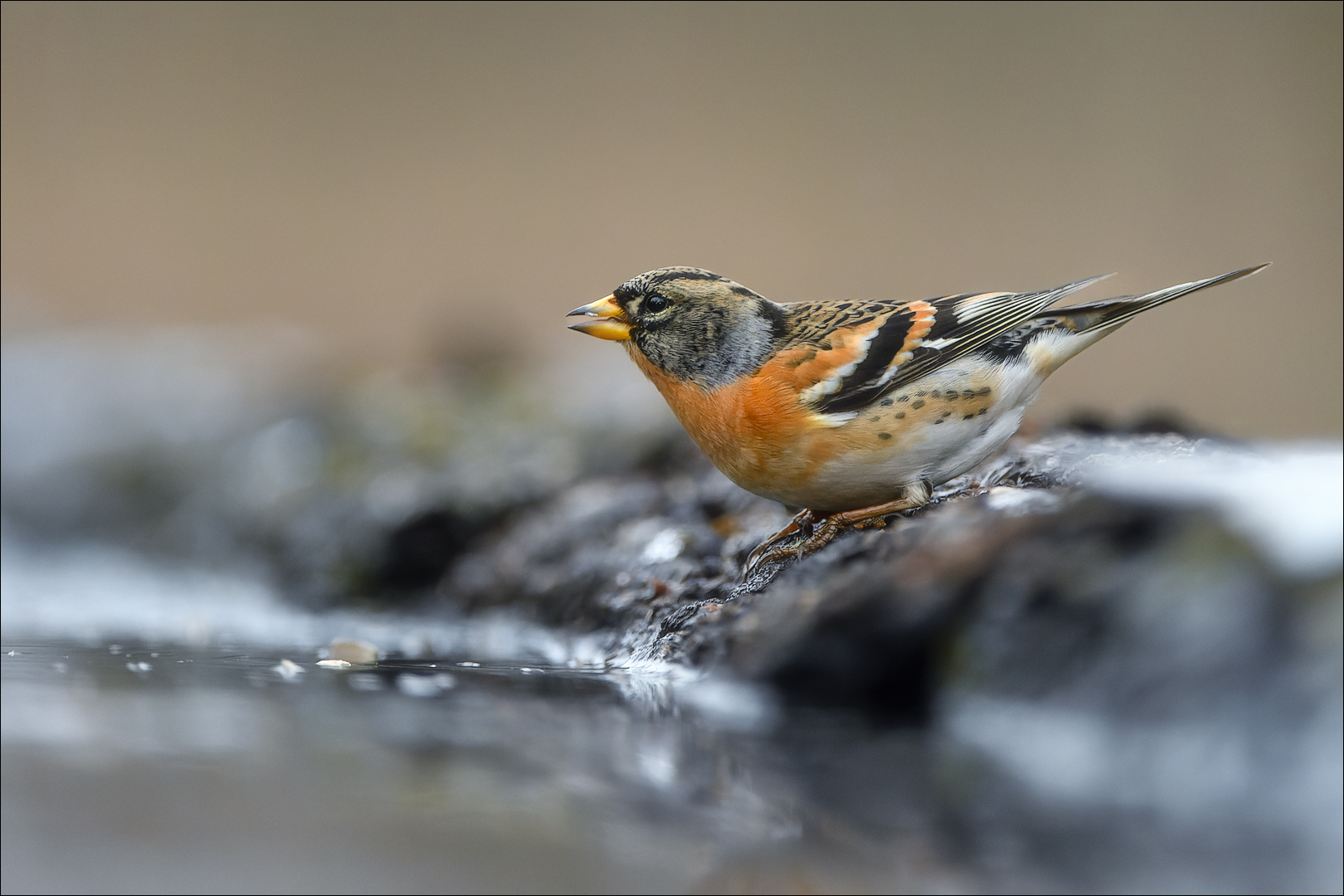 Bergfink Foto & Bild | tiere, wildlife, wild lebende vögel Bilder auf ...
