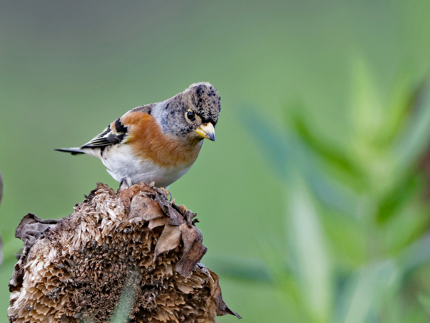 Bergfink Foto & Bild | natur, tiere, vögel Bilder auf fotocommunity