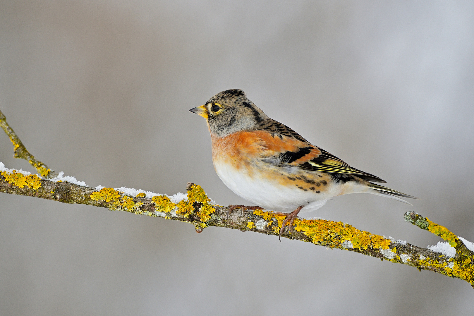 Bergfink Foto & Bild | tiere, wildlife, wild lebende vögel Bilder auf ...