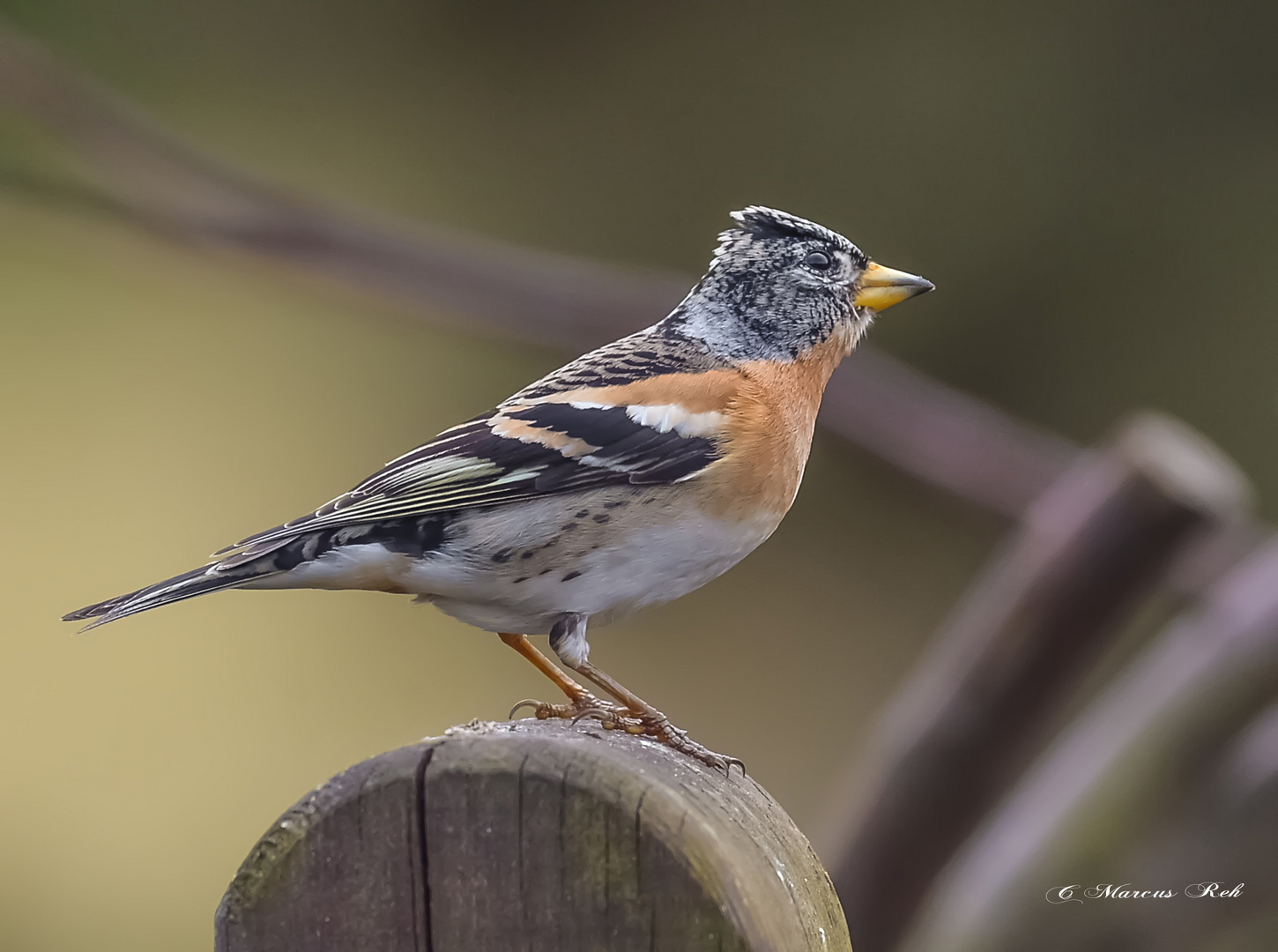 Bergfink / Brambling Foto & Bild | tiere, wildlife, wild lebende vögel ...
