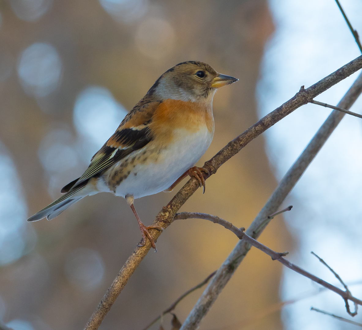 Bergfink Foto & Bild | natur, tiere, vögel Bilder auf fotocommunity