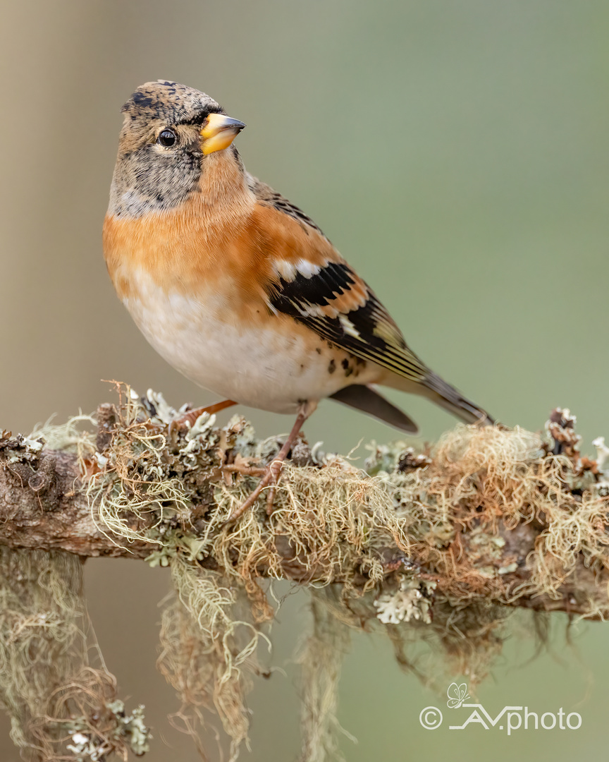 Bergfink Foto & Bild | nature, natur, vögel Bilder auf fotocommunity