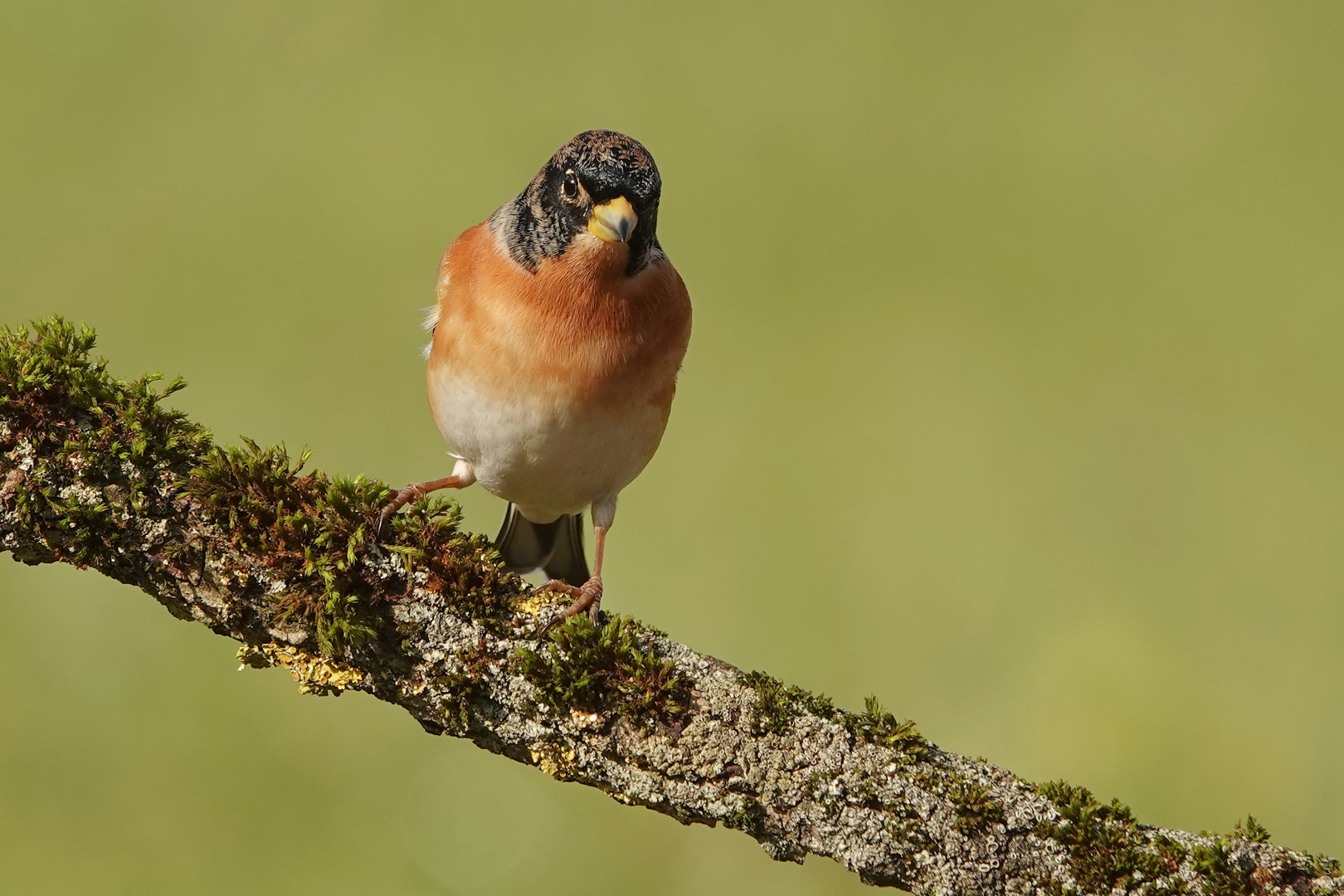 Bergfink Foto & Bild | tiere, wildlife, wild lebende vögel Bilder auf ...