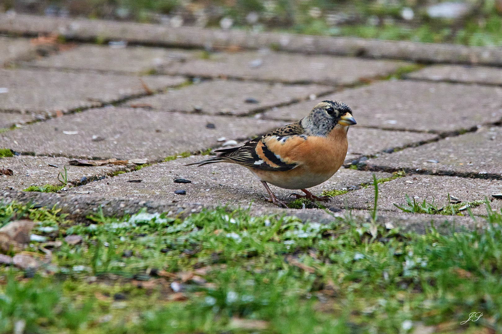 Bergfink, Foto & Bild | tiere, wildlife, wild lebende vögel Bilder auf ...