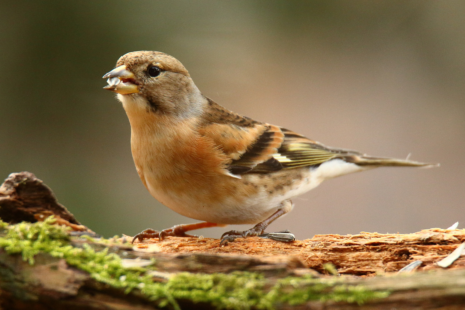 Bergfink Foto & Bild | tiere, wildlife, natur Bilder auf fotocommunity