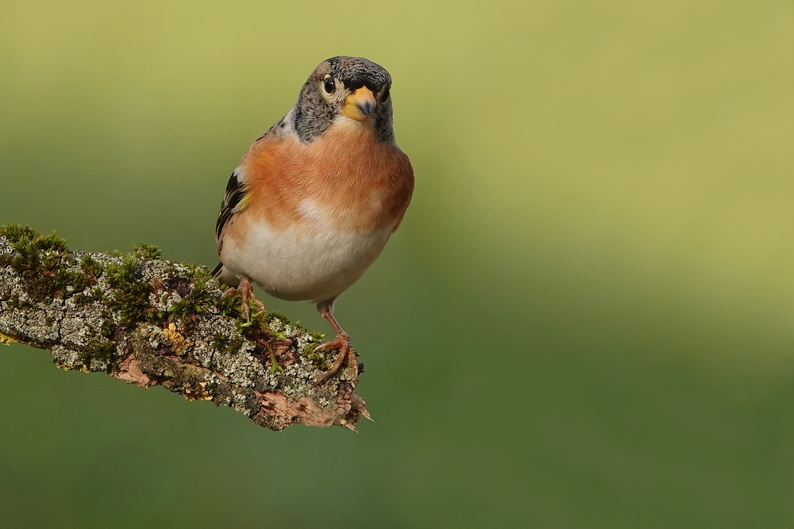 Bergfink Foto & Bild | tiere, wildlife, wild lebende vögel Bilder auf ...