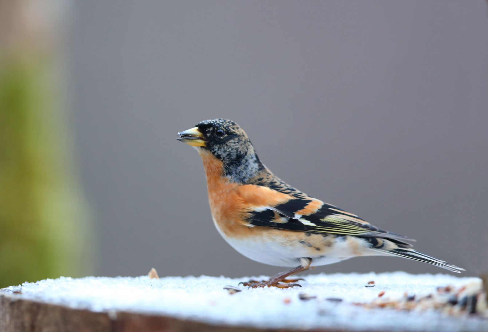 Bergfink.. Foto & Bild | natur, tiere, wildlife Bilder auf fotocommunity