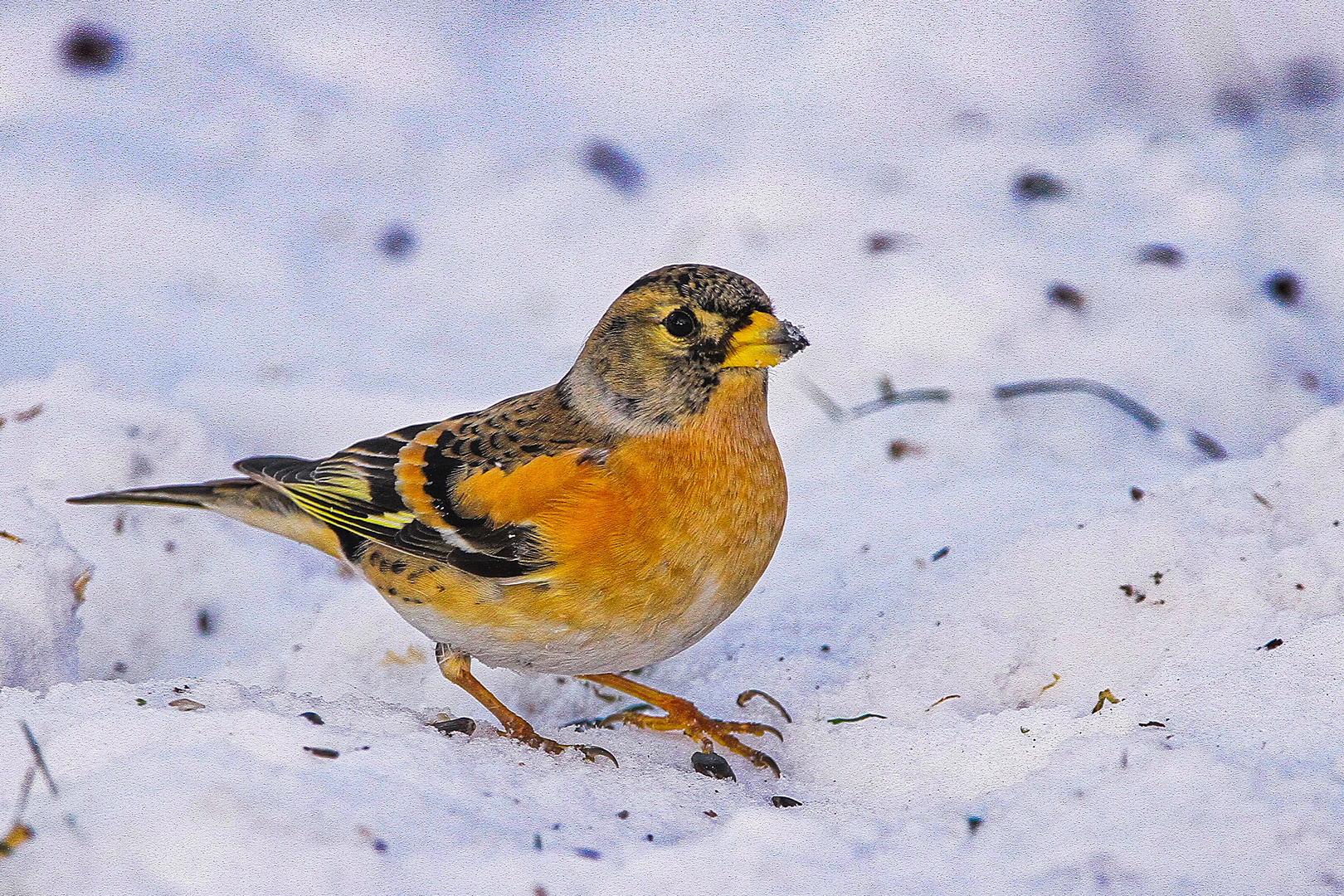 Bergfink Foto & Bild | tiere, wildlife, wild lebende vögel Bilder auf ...