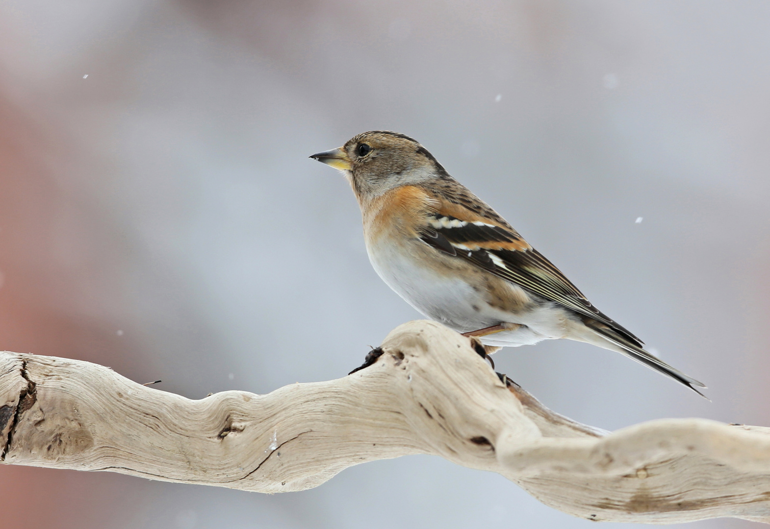 Bergfink Foto & Bild | tiere, wildlife, wild lebende vögel Bilder auf ...