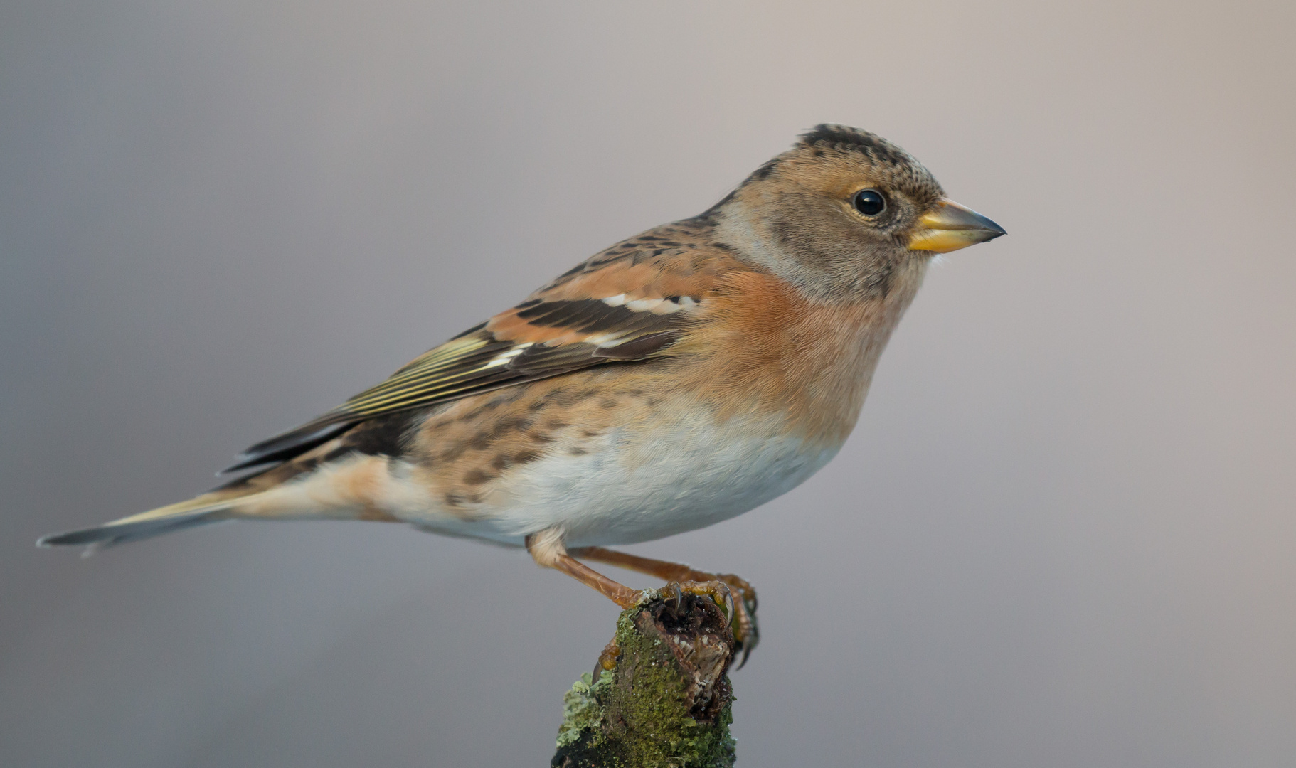 Bergfink Foto & Bild | tiere, wildlife, wild lebende vögel Bilder auf ...