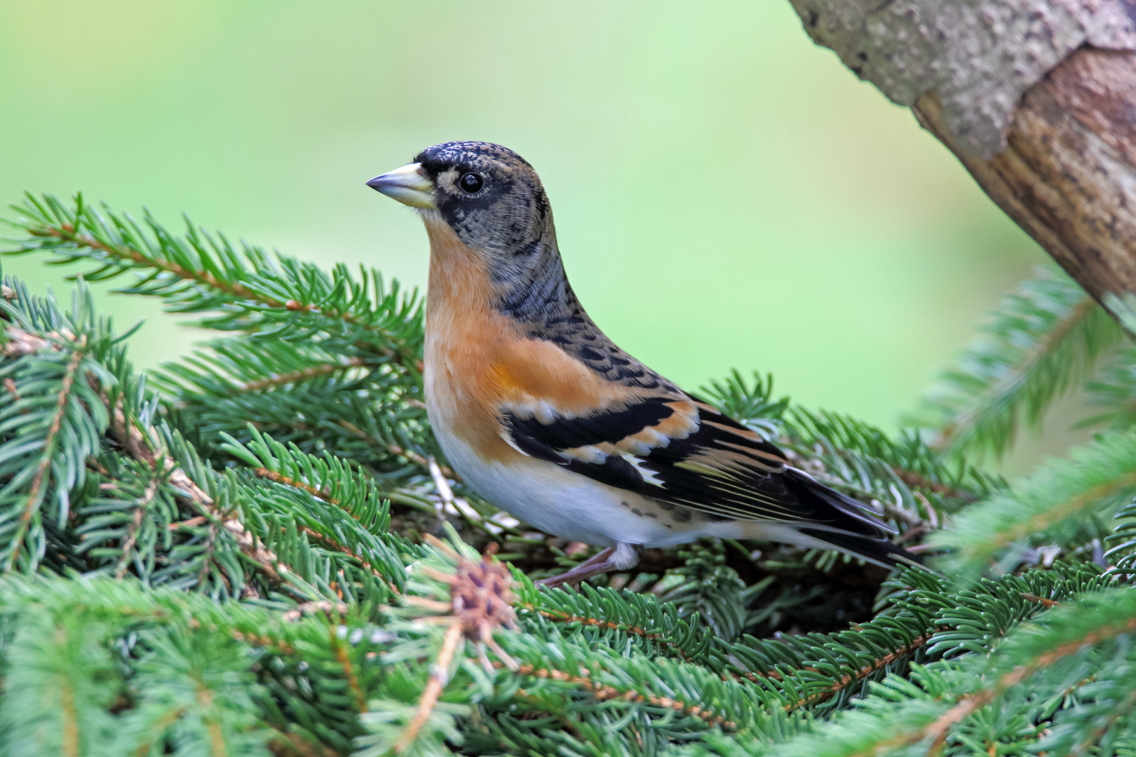 Bergfink Foto & Bild | natur, tiere, vögel Bilder auf fotocommunity