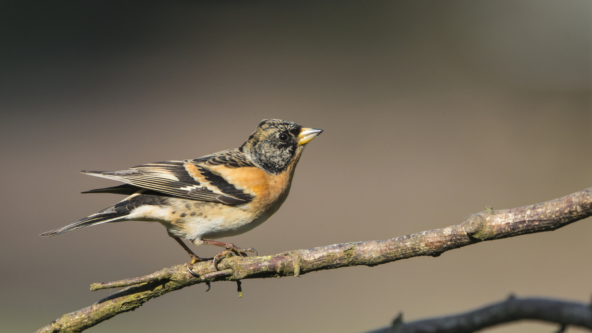 Bergfink Foto & Bild | natur, tiere, wildlife Bilder auf fotocommunity