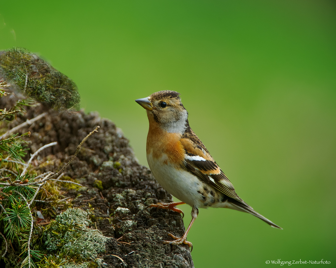 - BERGFINK - ( Fringilla montifringgilla ) Foto & Bild | fotos, world ...