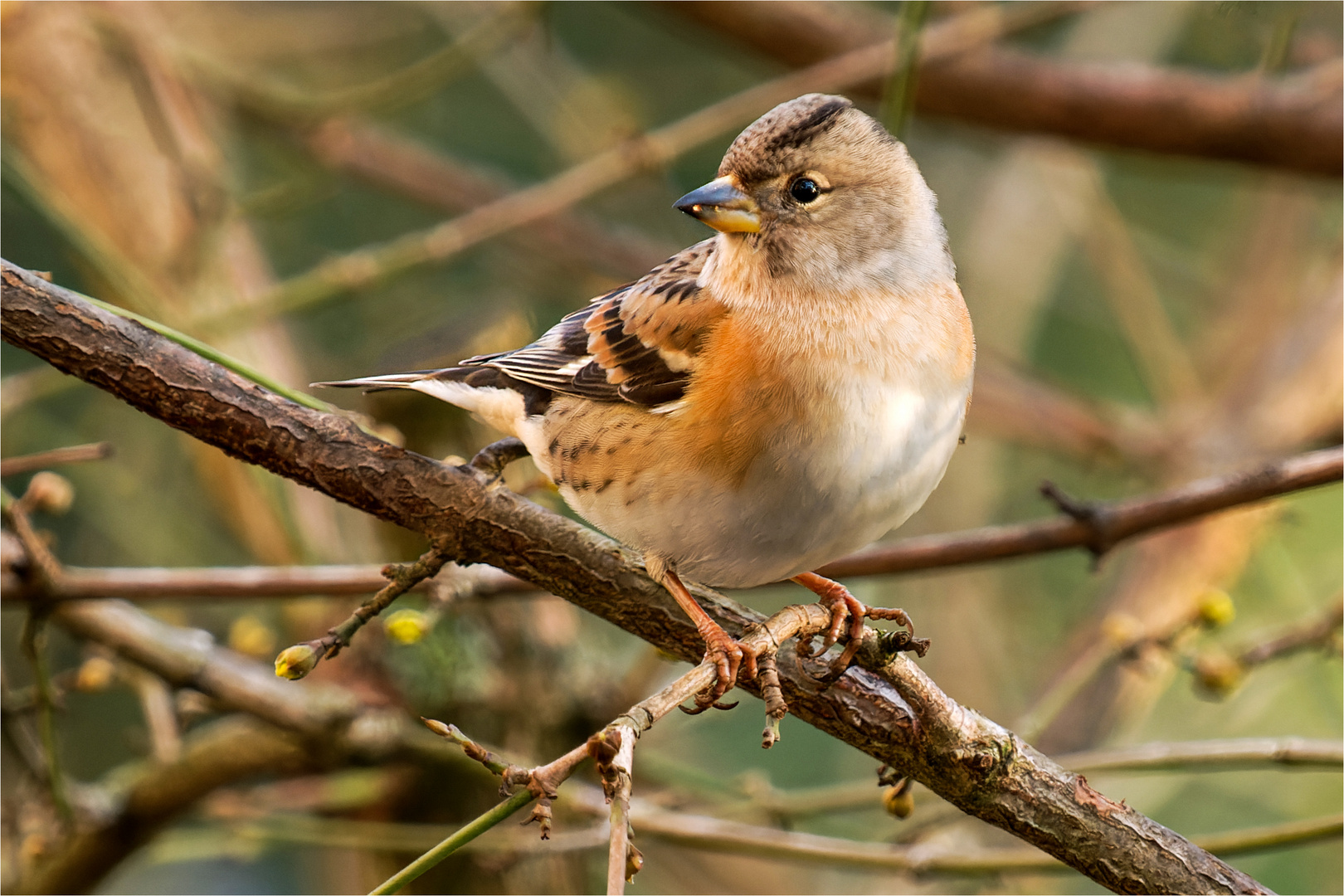 Bergfink im Geäst ..... Foto & Bild | tiere, wildlife, wild lebende ...