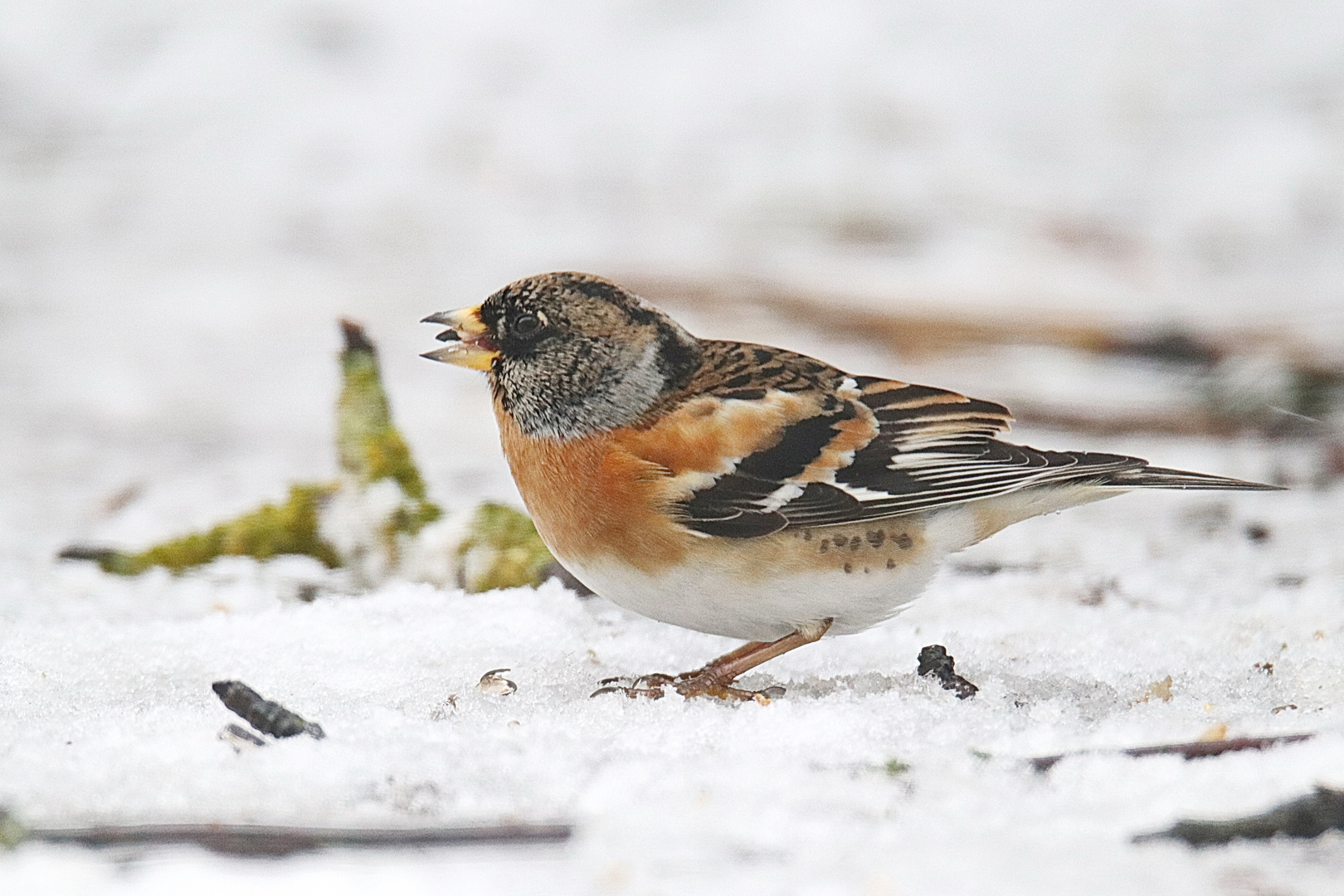 Bergfink Männchen Foto & Bild | tiere, wildlife, wildlife luder ...