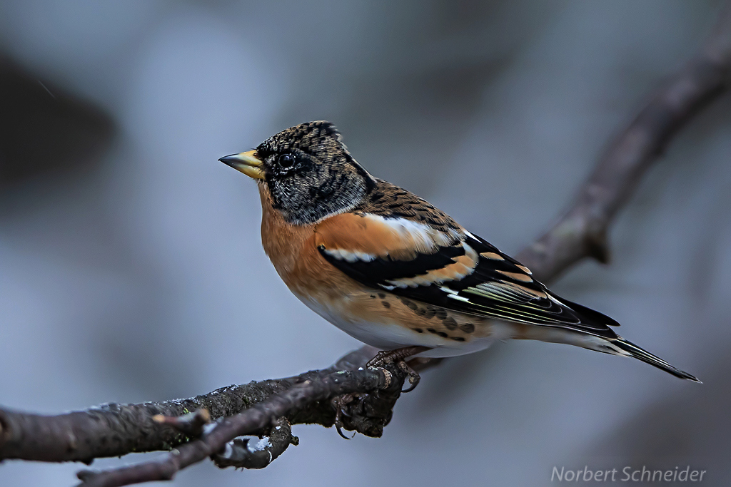 Bergfink-Männchen Foto & Bild | tiere, wildlife, wild lebende vögel ...