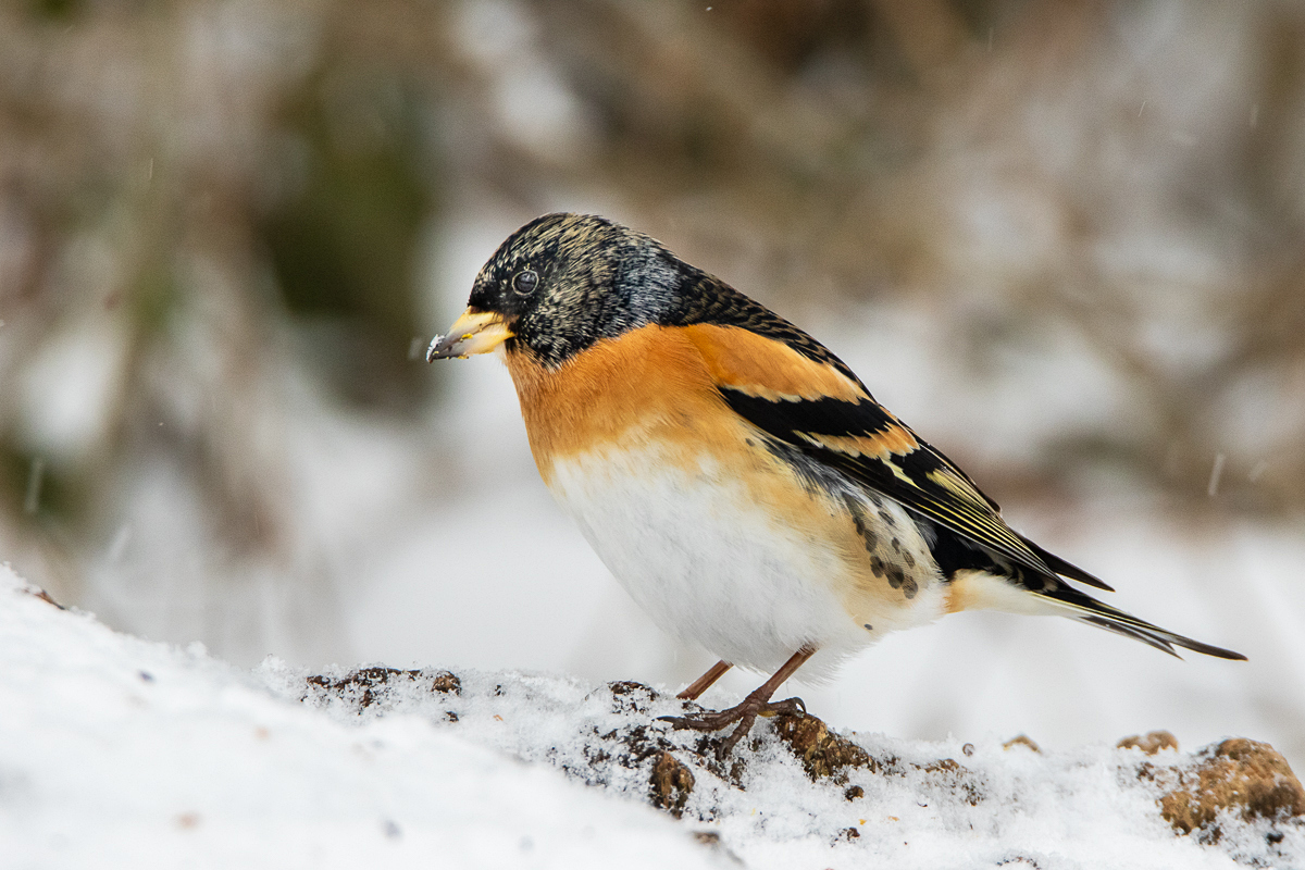 Bergfink-Männchen Foto & Bild | tiere, wildlife, wild lebende vögel ...