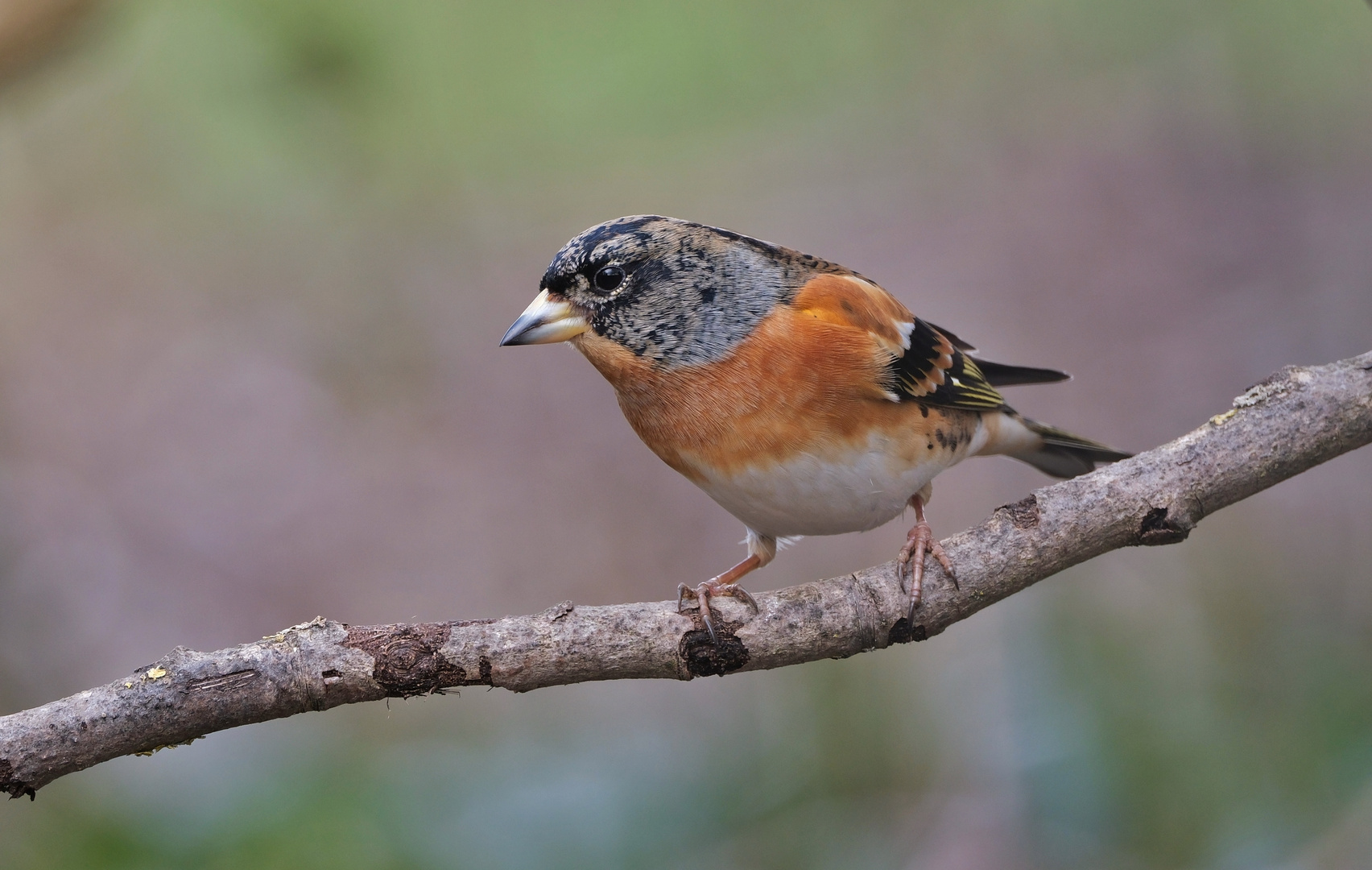 Bergfink - männlich - Foto & Bild | tiere, wildlife, wild lebende vögel ...