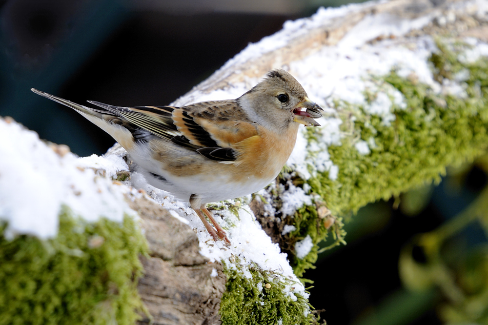 Bergfink W Foto & Bild | tiere, wildlife, wild lebende vögel Bilder auf ...