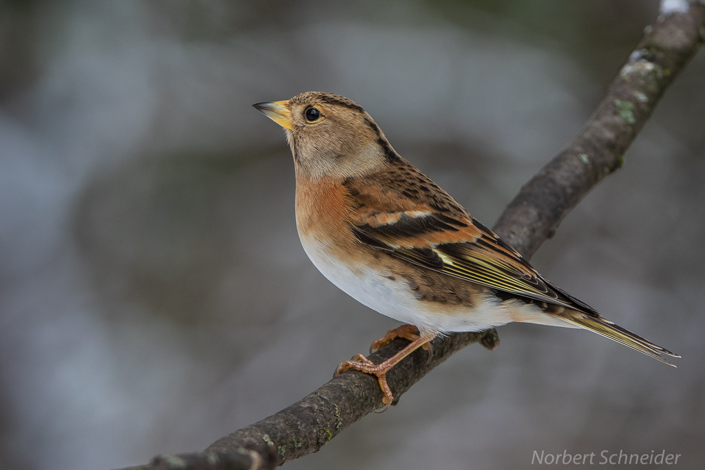 Bergfink-Weibchen Foto & Bild | tiere, wildlife, wild lebende vögel ...