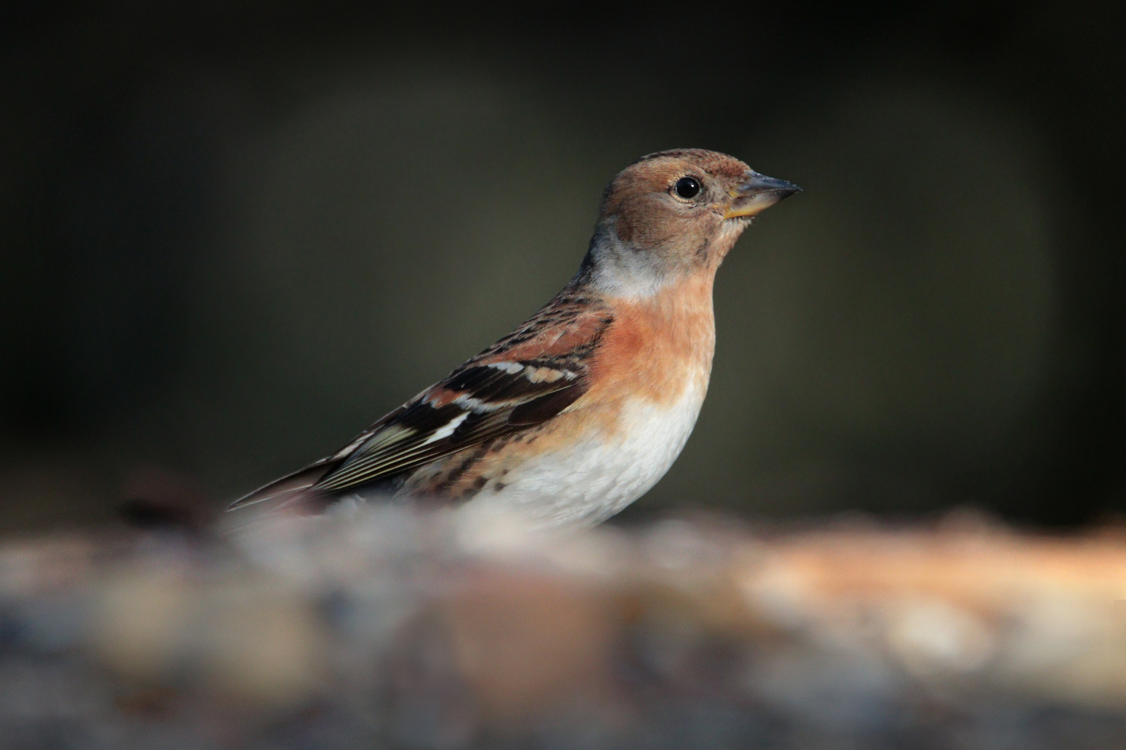 Bergfink, Weibchen (Wintergast in Sachsen) Foto & Bild | natur ...
