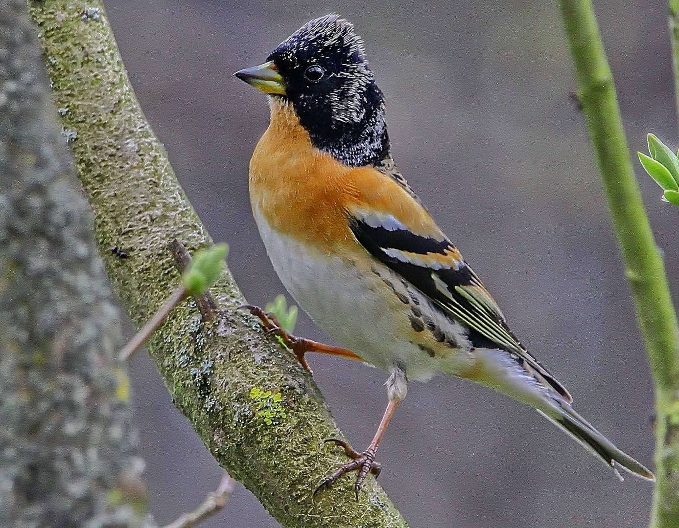 Bergfink(m) Foto & Bild | tiere, wildlife, wild lebende vögel Bilder ...