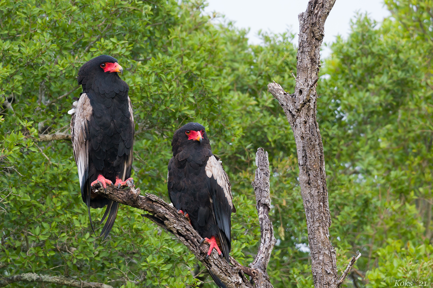 Berghaan Foto & Bild | world, natur, south africa Bilder auf fotocommunity