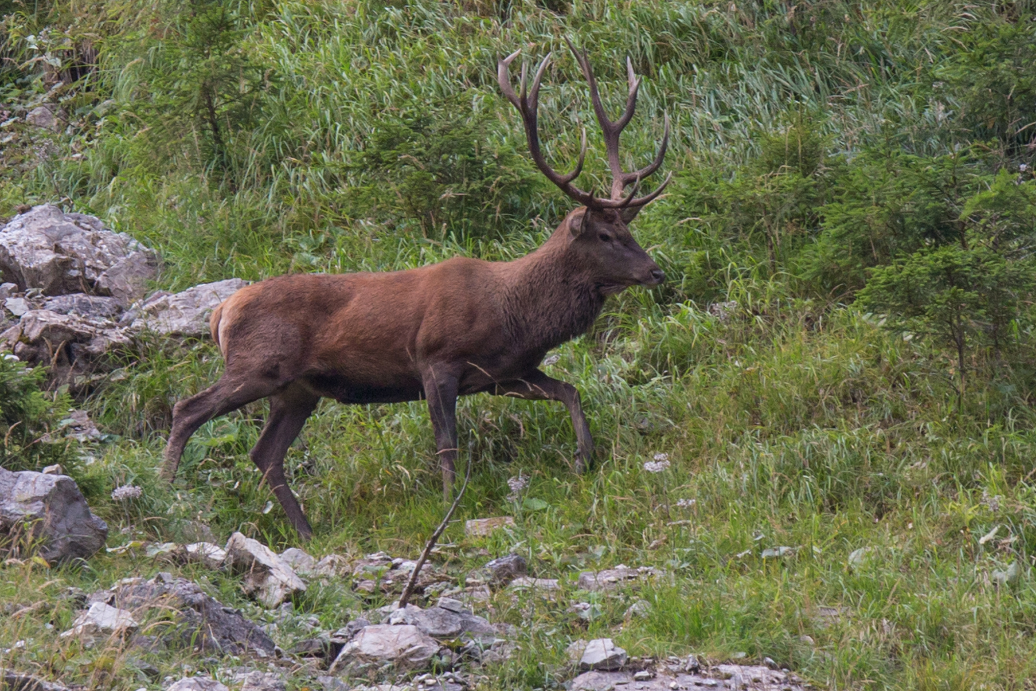 Berghirsch 2 Foto & Bild | tiere, wildlife, säugetiere Bilder auf ...