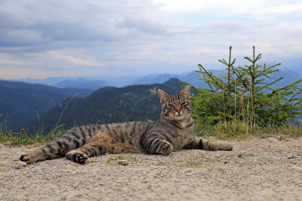 Bergkatze Foto & Bild | deutschland, europe, bayern Bilder auf ...