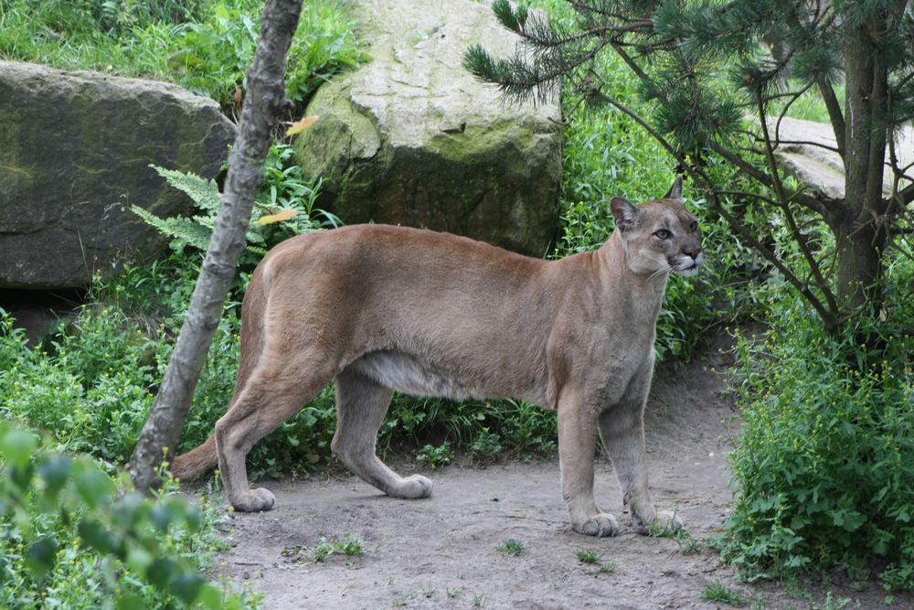 bergkatze, puma Foto & Bild | deutschland, europe, bremen Bilder auf ...