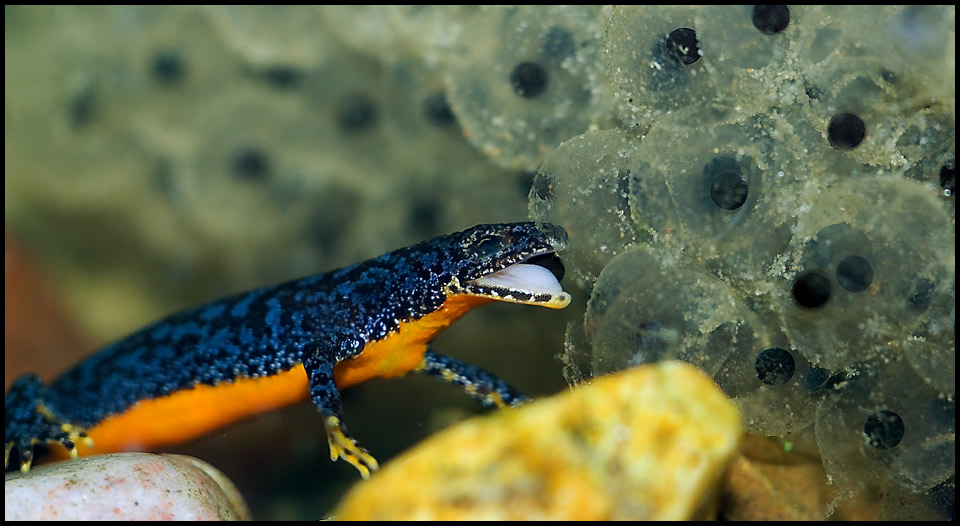 Bergmolch frist Froschlaich Foto & Bild | tiere, wildlife, amphibien ...