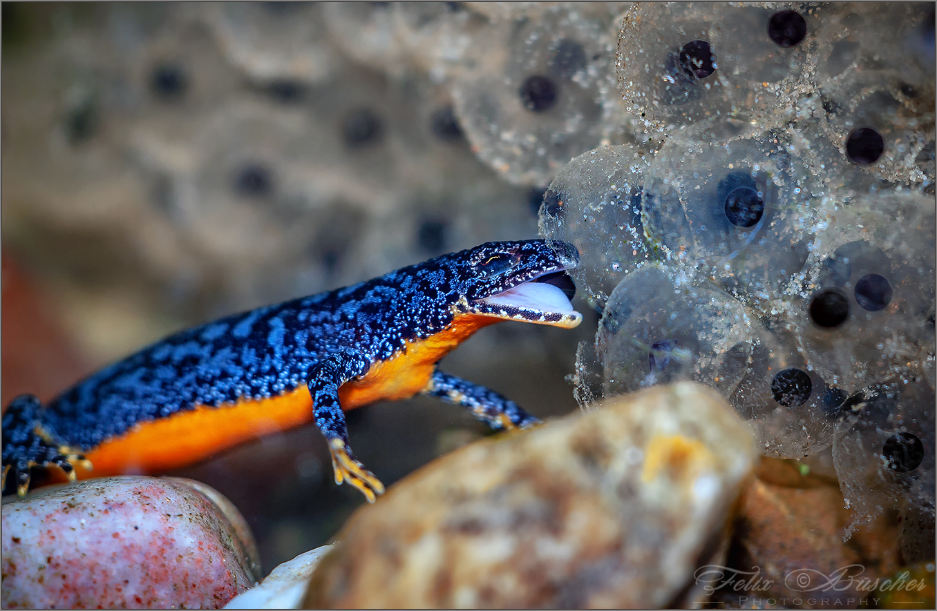 Bergmolch ist der Lurch des Jahres 2019 Foto & Bild | tiere, wildlife ...