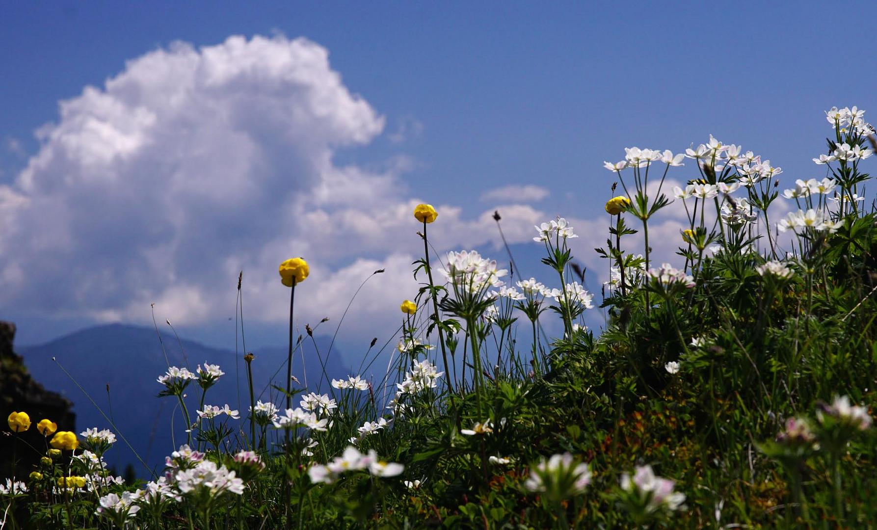 Bergwiesenblumen Foto & Bild | pflanzen, pilze & flechten, landschaft, blüten- & kleinpflanzen ...
