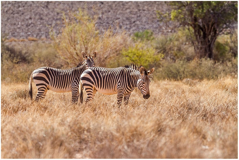 Bergzebra Foto & Bild | zebra, natur, namibia Bilder auf fotocommunity