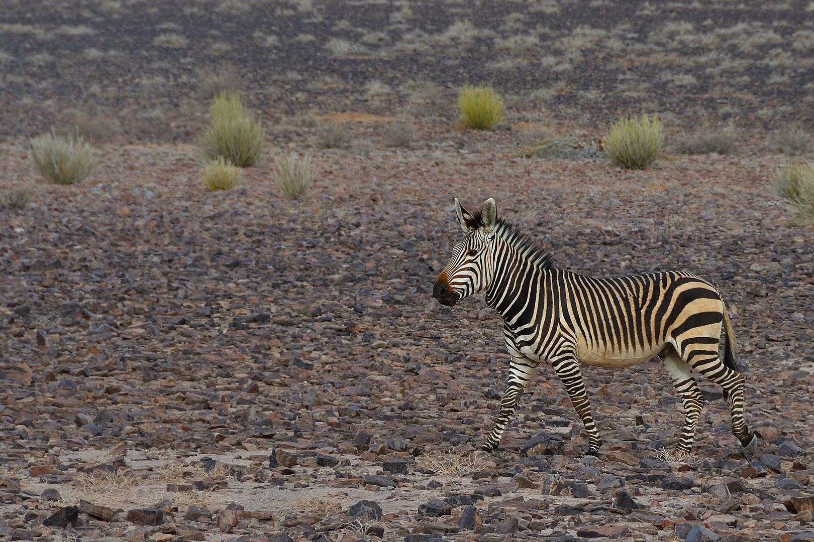 Bergzebra Foto & Bild | africa, southern africa, namibia Bilder auf ...