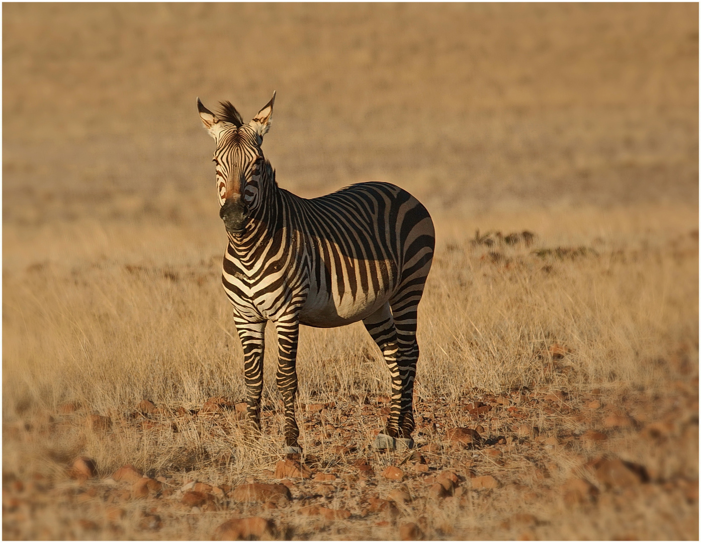 Bergzebra Foto & Bild | africa, southern africa, namibia Bilder auf ...