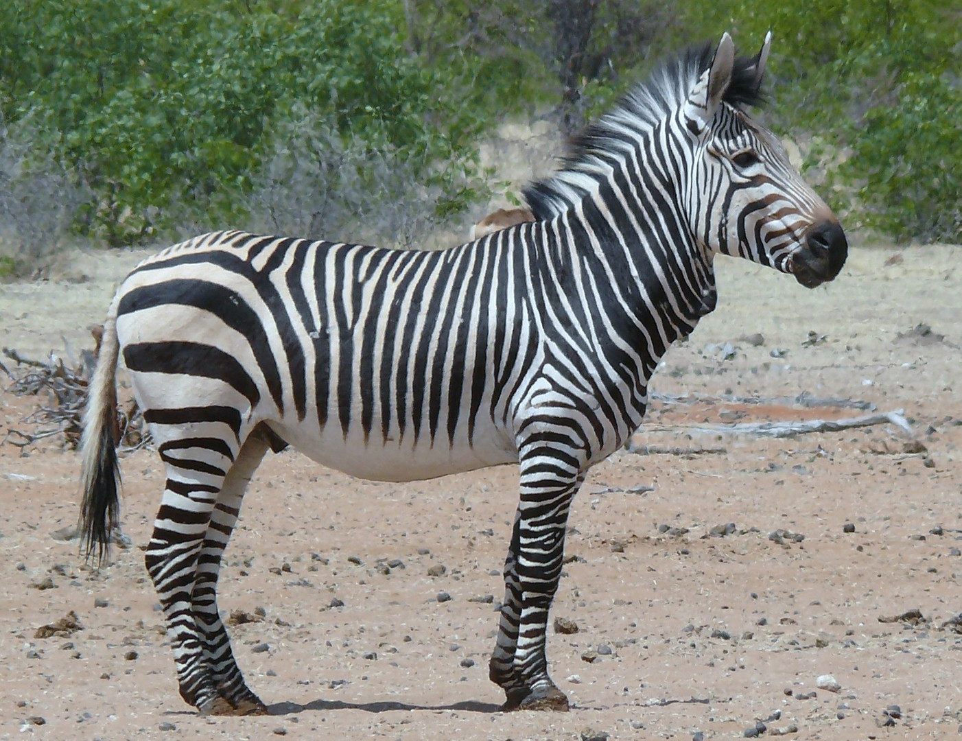 Bergzebra Foto & Bild | africa, southern africa, namibia Bilder auf ...