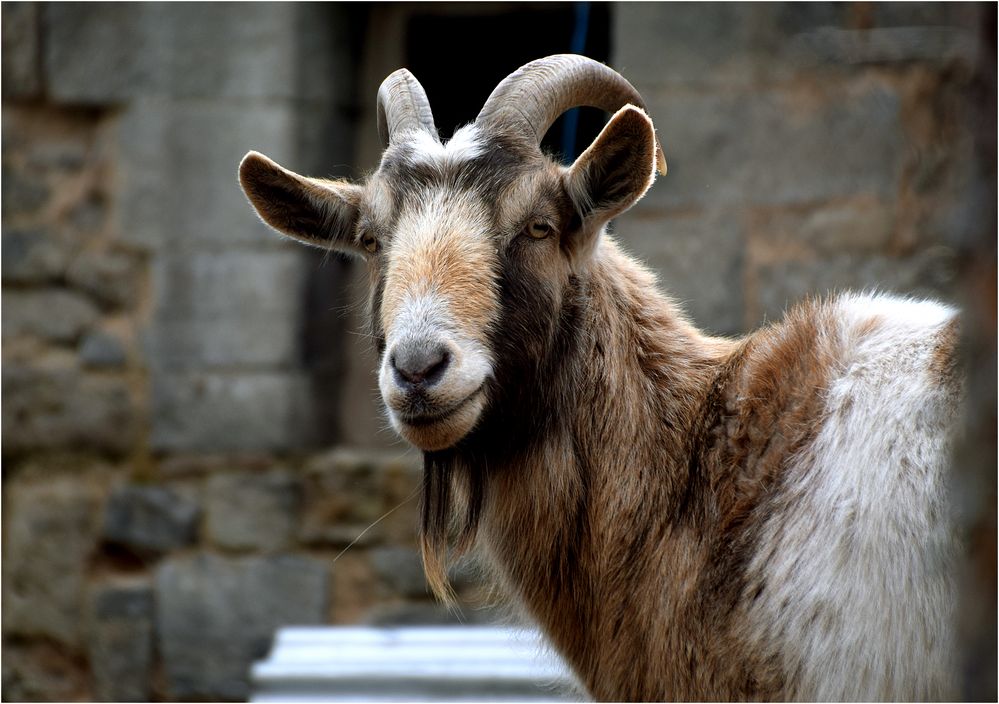 Bergziege Foto & Bild | natur, tiere, wildpark Bilder auf fotocommunity