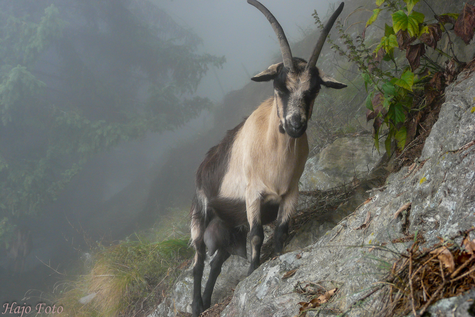 Bergziege Foto & Bild | tiere, wildlife, säugetiere Bilder auf ...