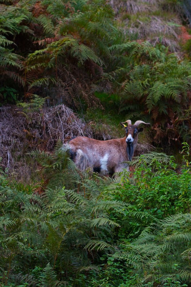 Bergziege Foto & Bild | natur, tiere, bergziege Bilder auf fotocommunity